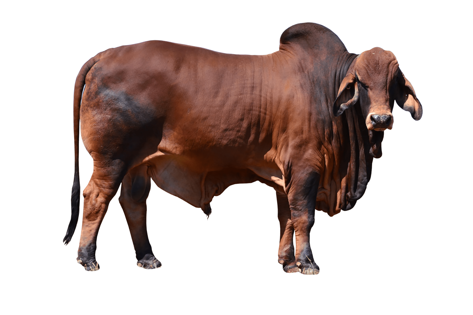 Lembu